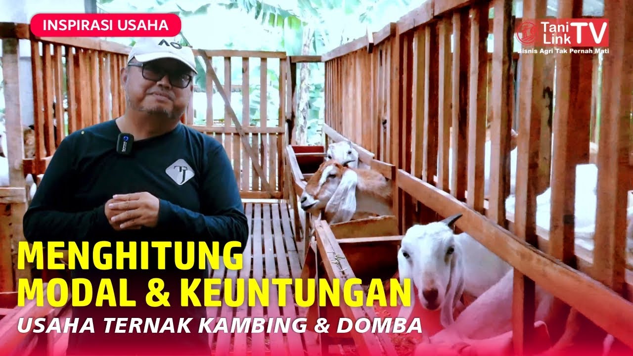 Ketahui 5 Ide Kreatif Usaha Kambing yang Jarang Diketahui Ketahui 5 Ide Kreatif Usaha Kambing yang Jarang Diketahui