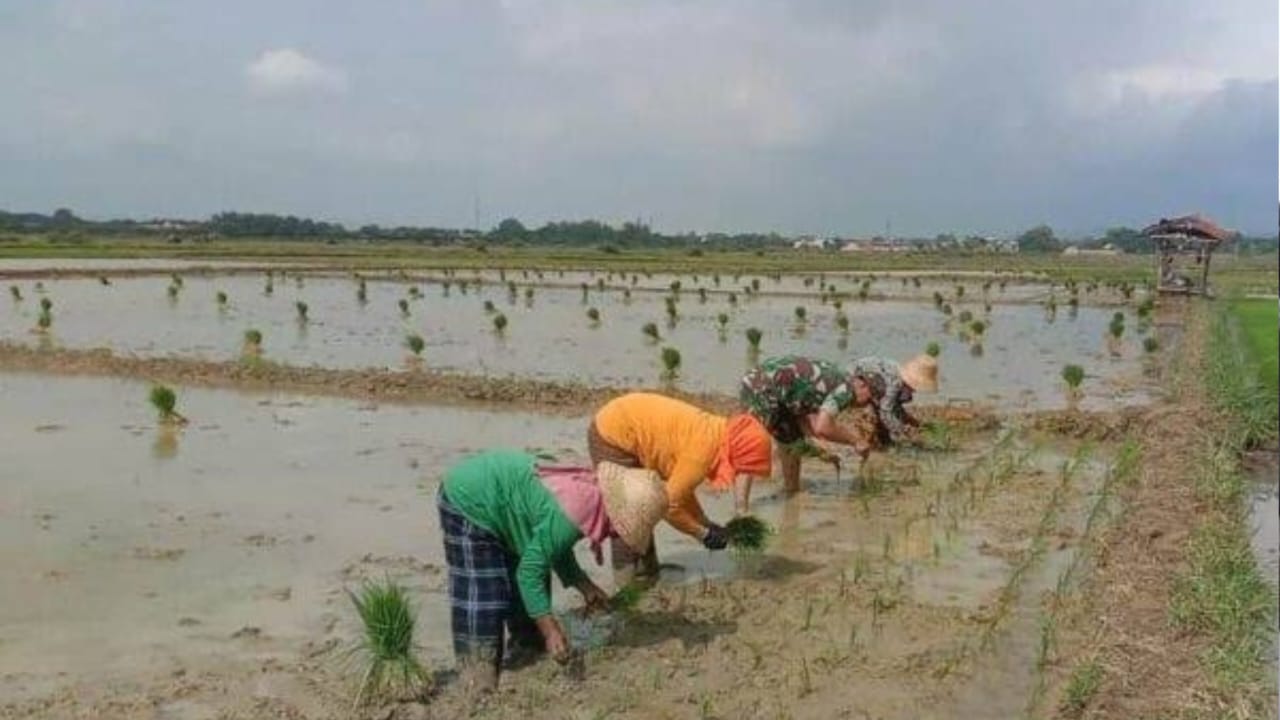TNI dan Petani Sumenep Tanam Padi Serentak, Dorong Swasembada Pangan Nasional - UMKMJATIM.COM