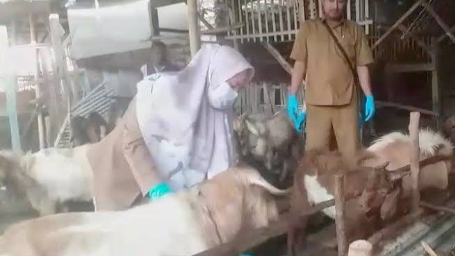 DKPP Sumenep Pastikan Kesehatan Hewan Kurban Jelang Idul Adha 2025 - UMKMJATIM.COM